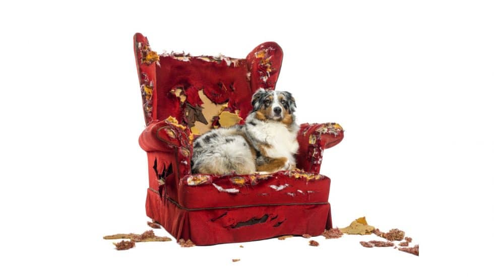 7 Ways to Calm Your Anxious Dog | The Sudsy Puppy Dog Grooming 7 Ways to Calm Your Anxious Dog | The Sudsy Puppy Dog Grooming